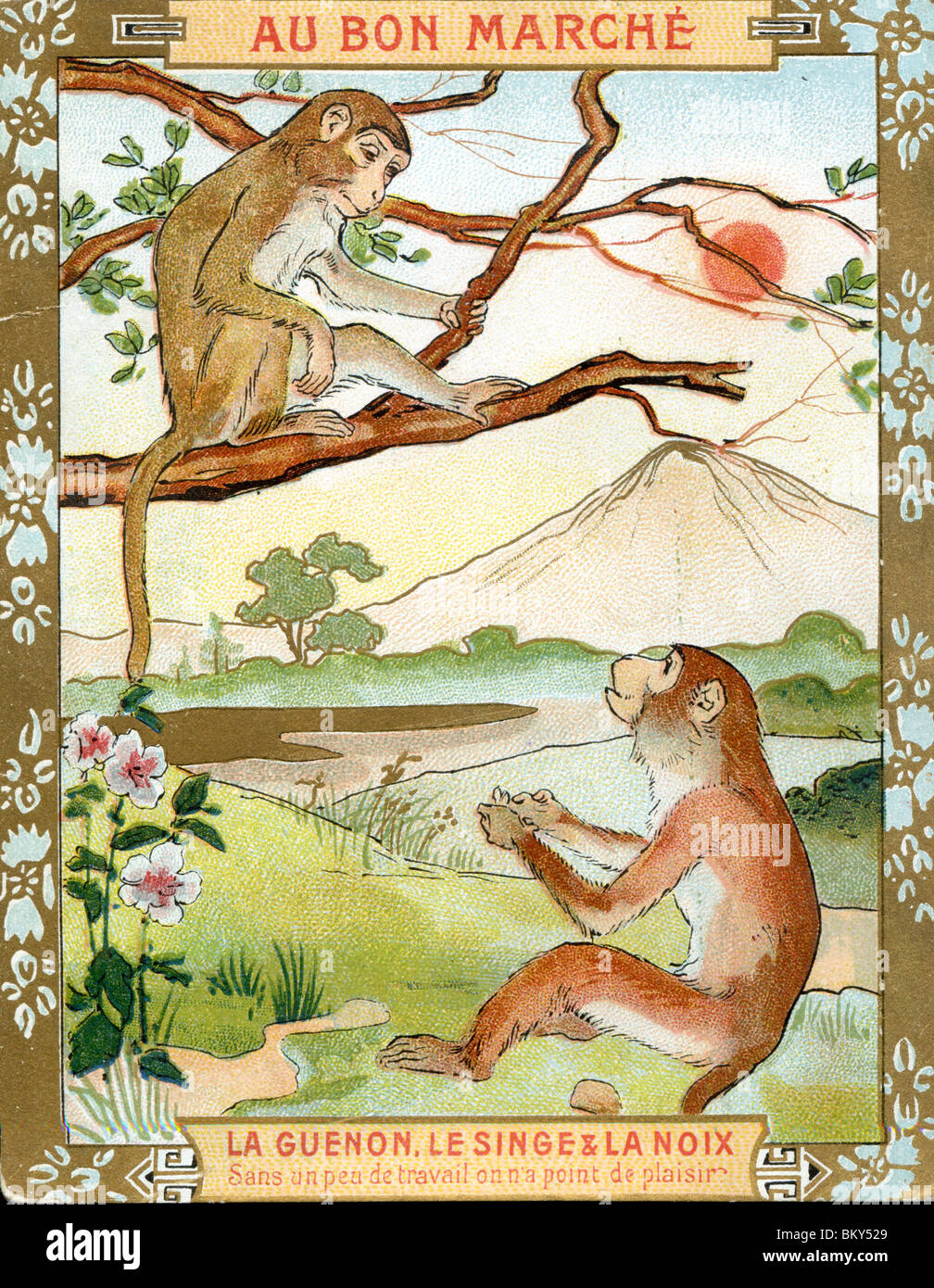 The Female Monkey and the Walnut Stock Photo - Alamy