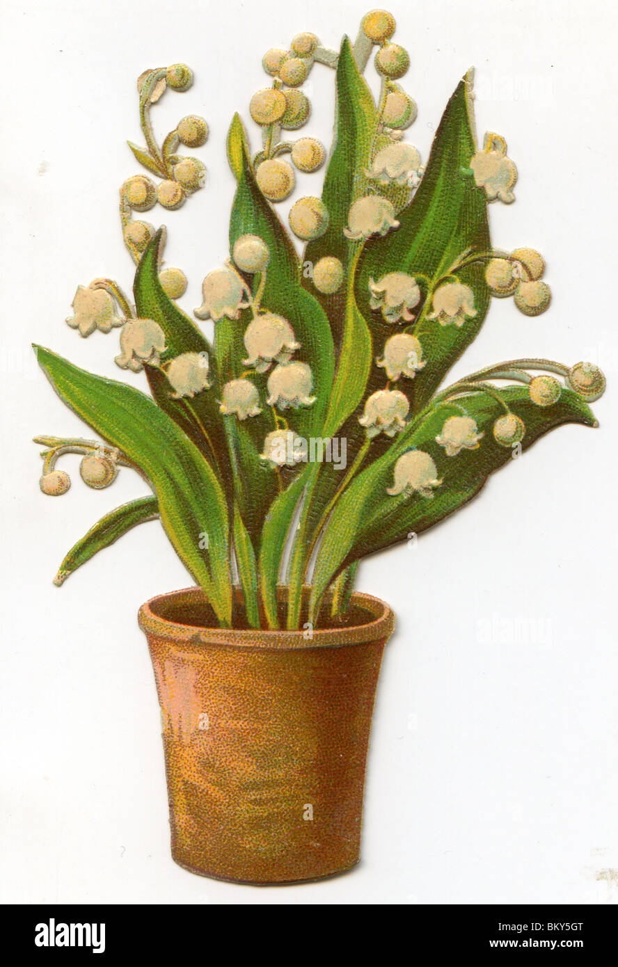 Lily in container hi-res stock photography and images - Alamy