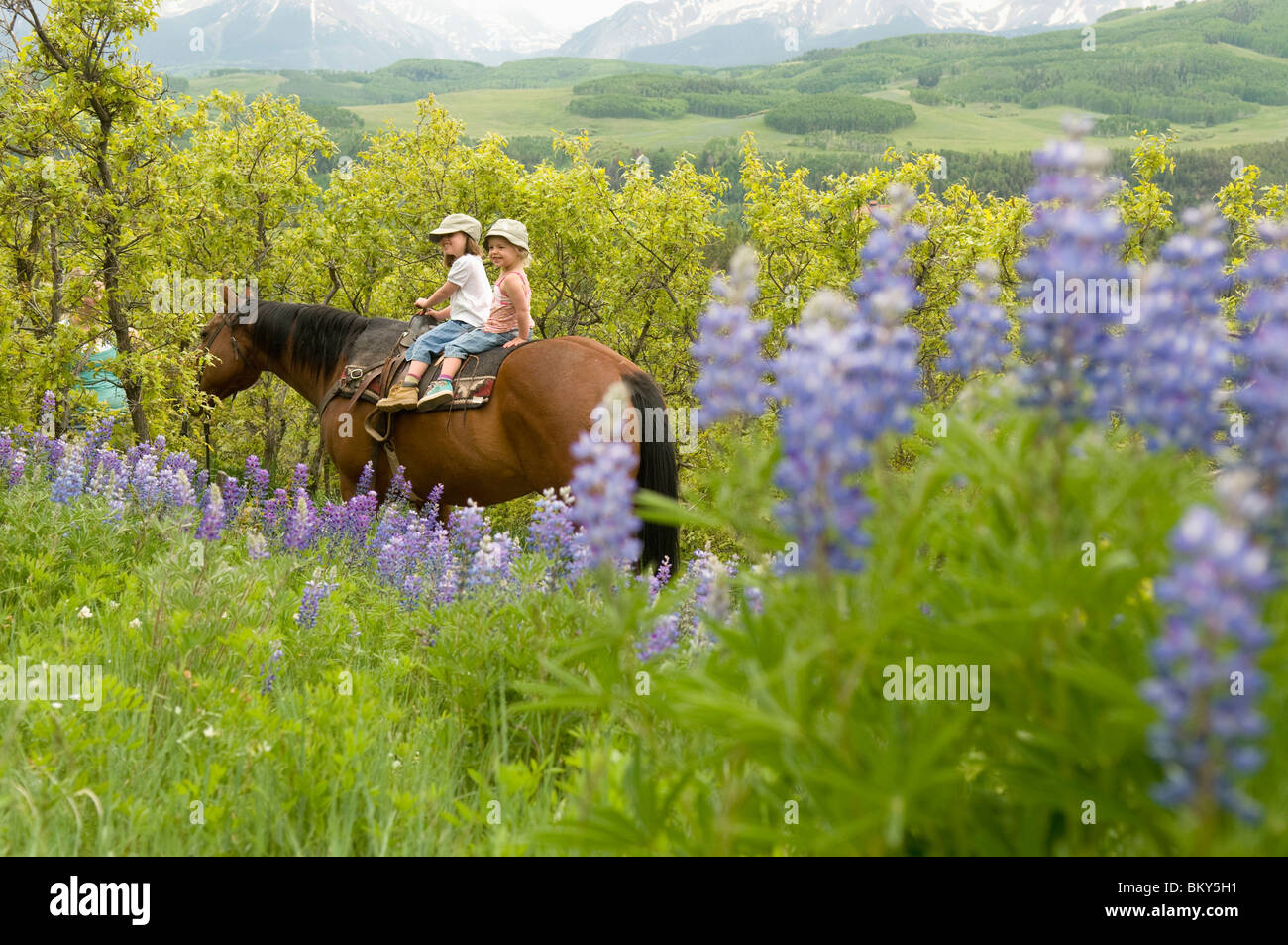 Two young girls horseback riding along trail past lupine flowers near ...