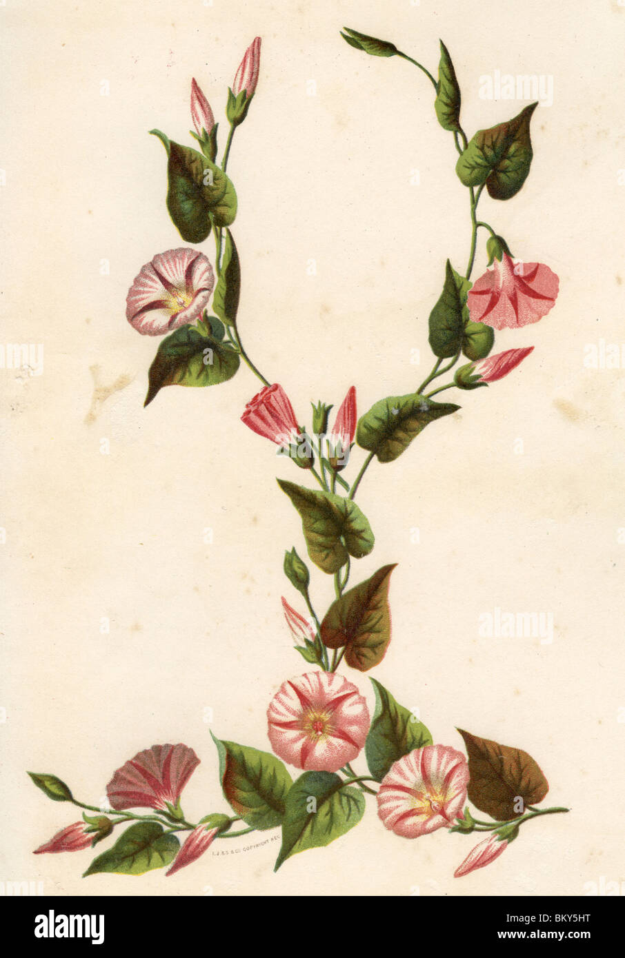 Pink convolvulus hi-res stock photography and images - Alamy