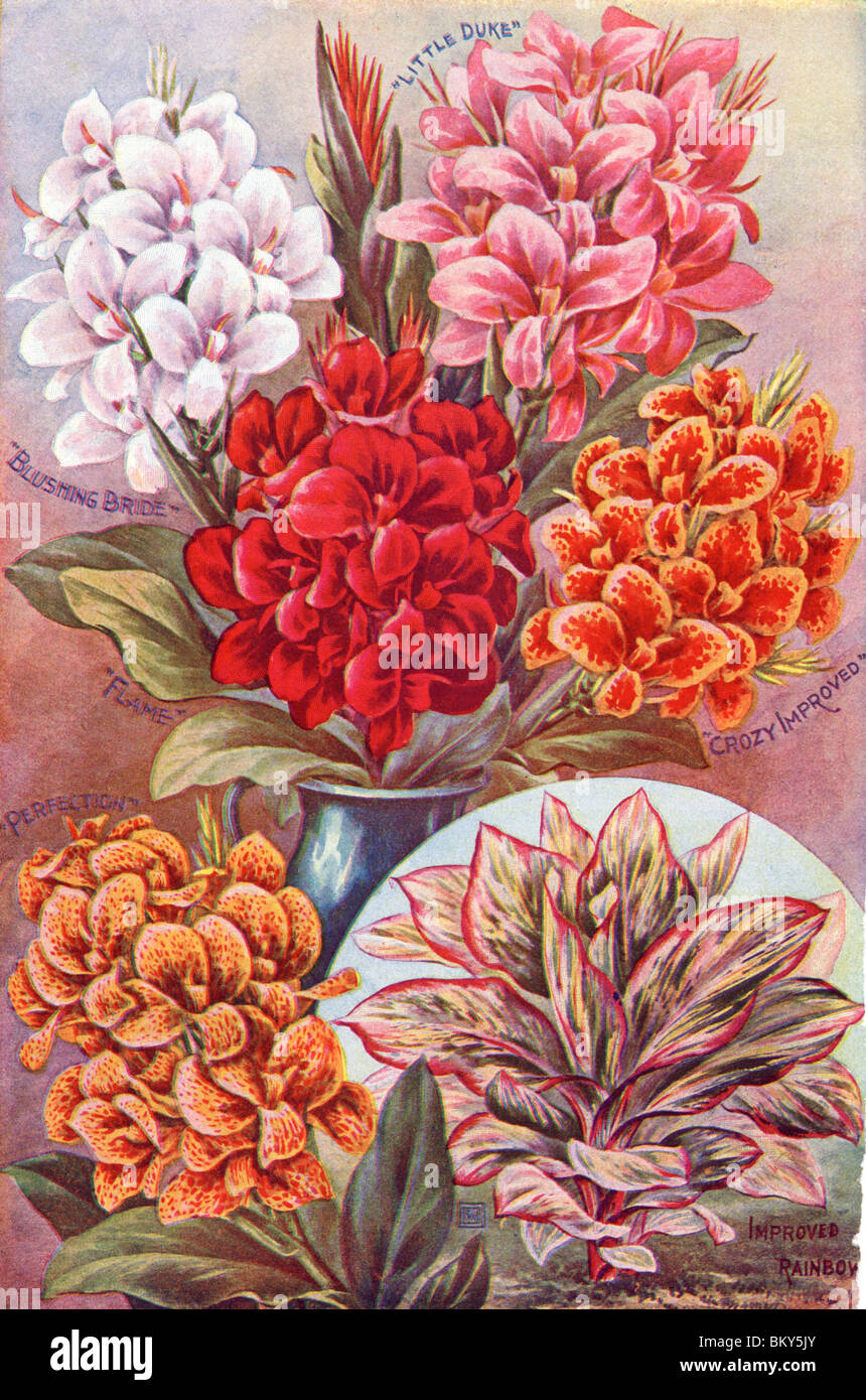 Period of flowering hi-res stock photography and images - Alamy