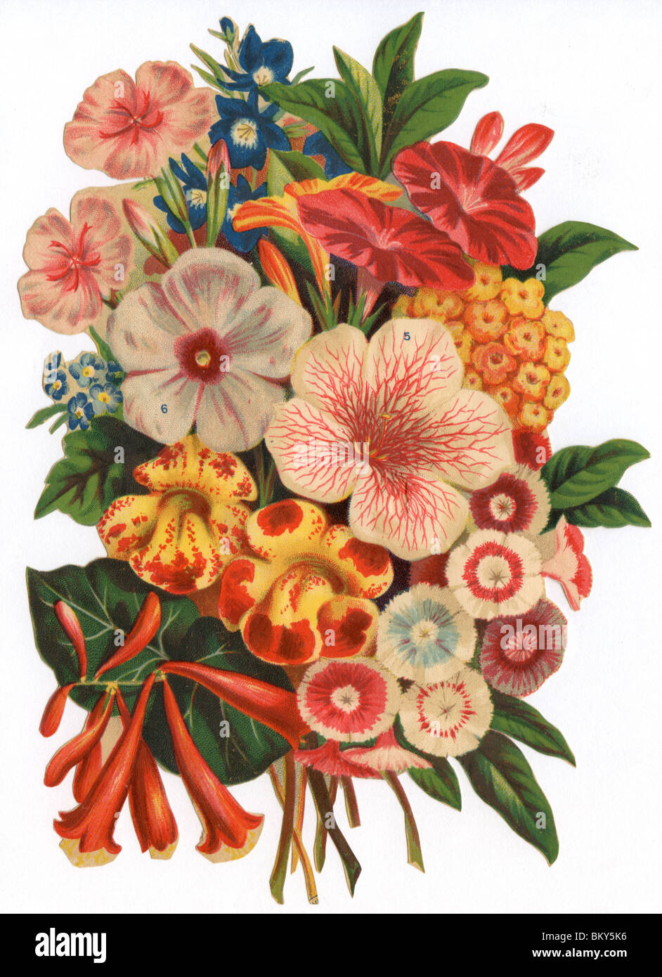 Blue flowers drawing hi-res stock photography and images - Alamy