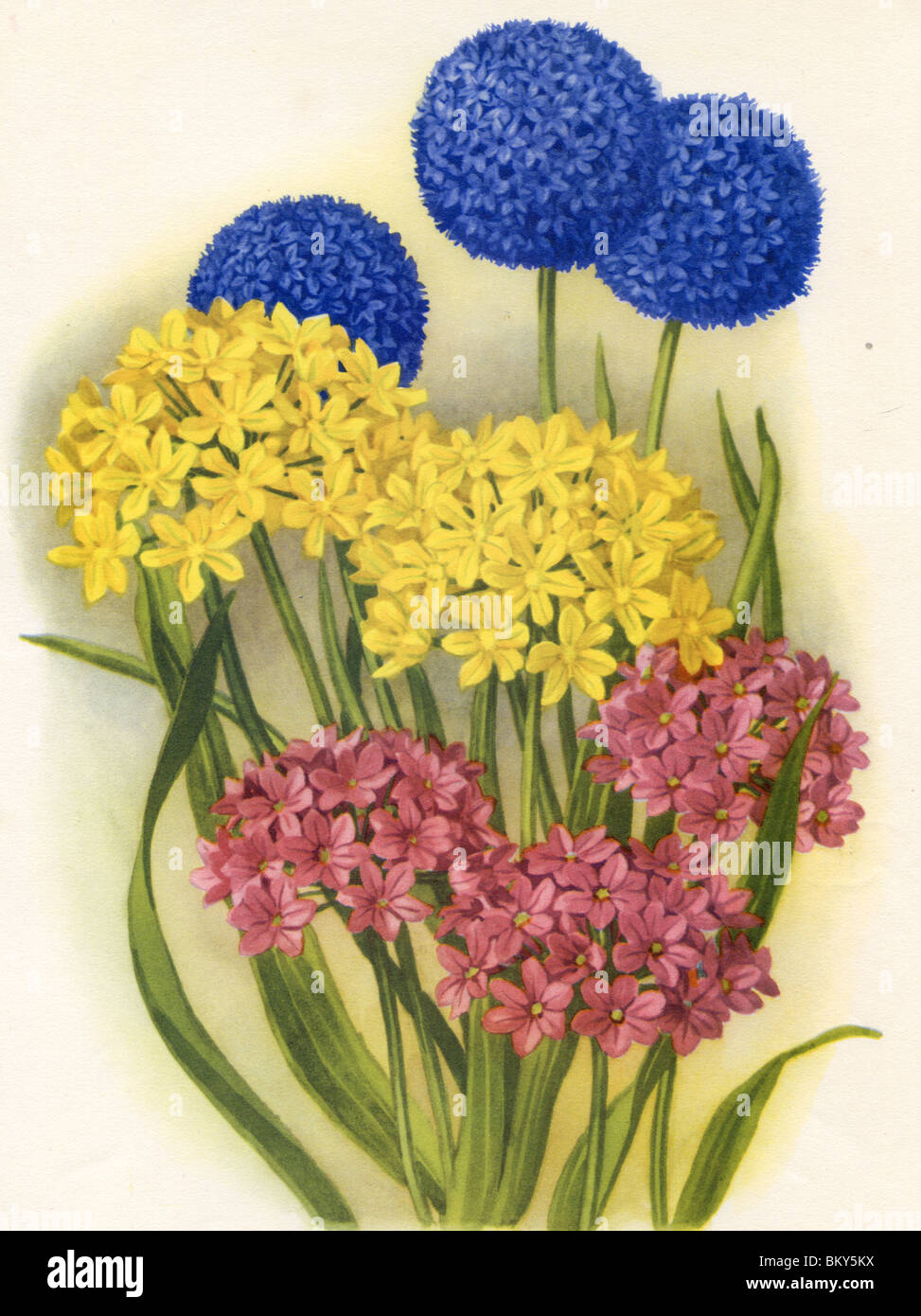 Blue flower archival hi-res stock photography and images - Alamy