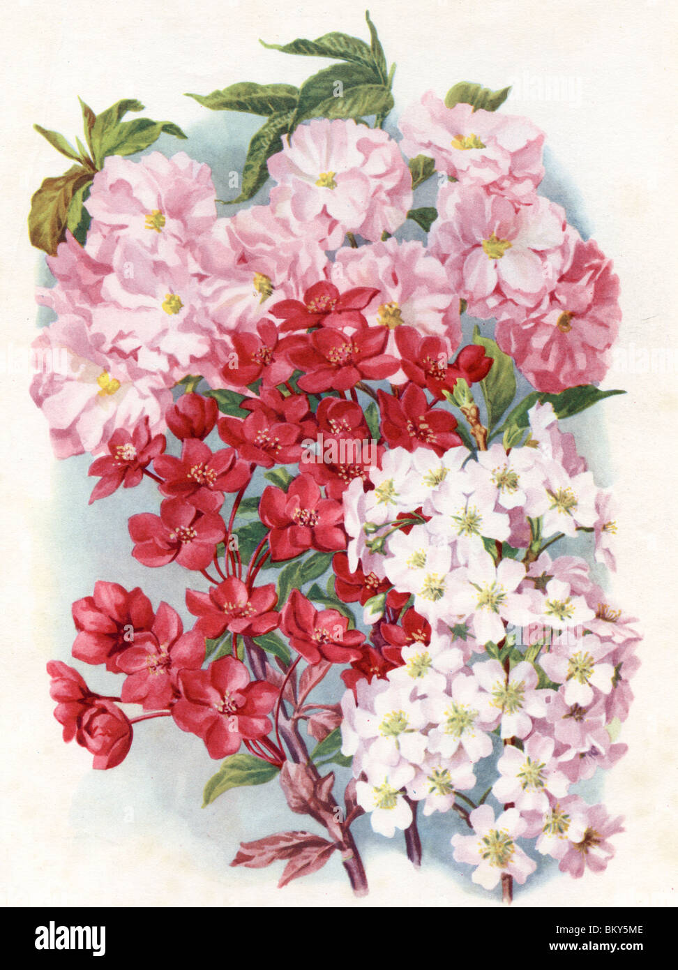 A Collection of Pink Flowers Stock Photo - Alamy