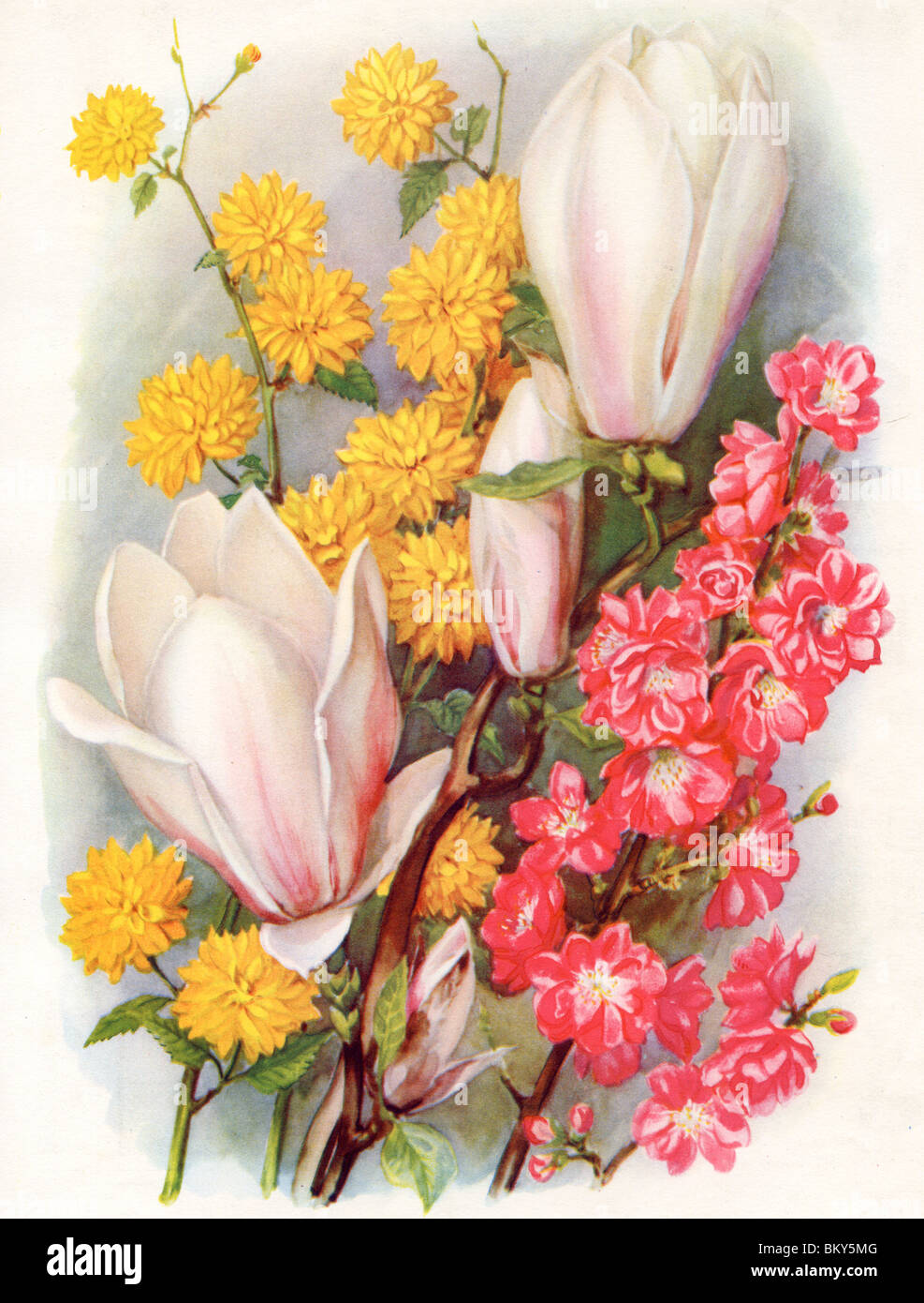 Pink Magnolia and Yellow Kerria Stock Photo - Alamy