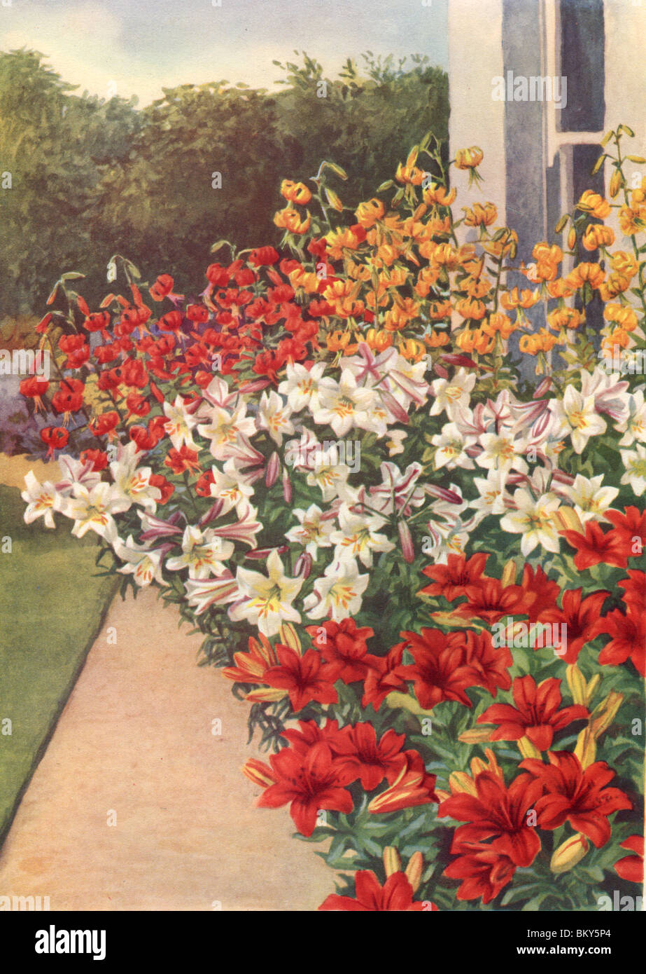 Border of Colourful Lilies Stock Photo - Alamy