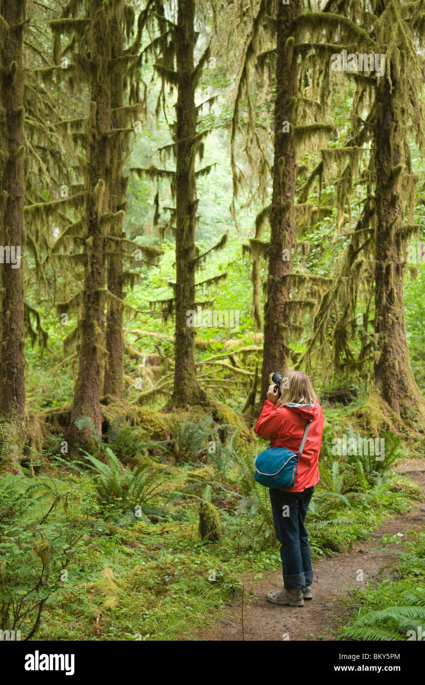 A woman photographing mossy trees along a rainforest trail, Olympic ...