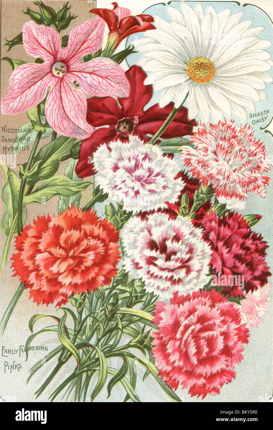 Pink dianthus flower drawing hi-res stock photography and images - Alamy