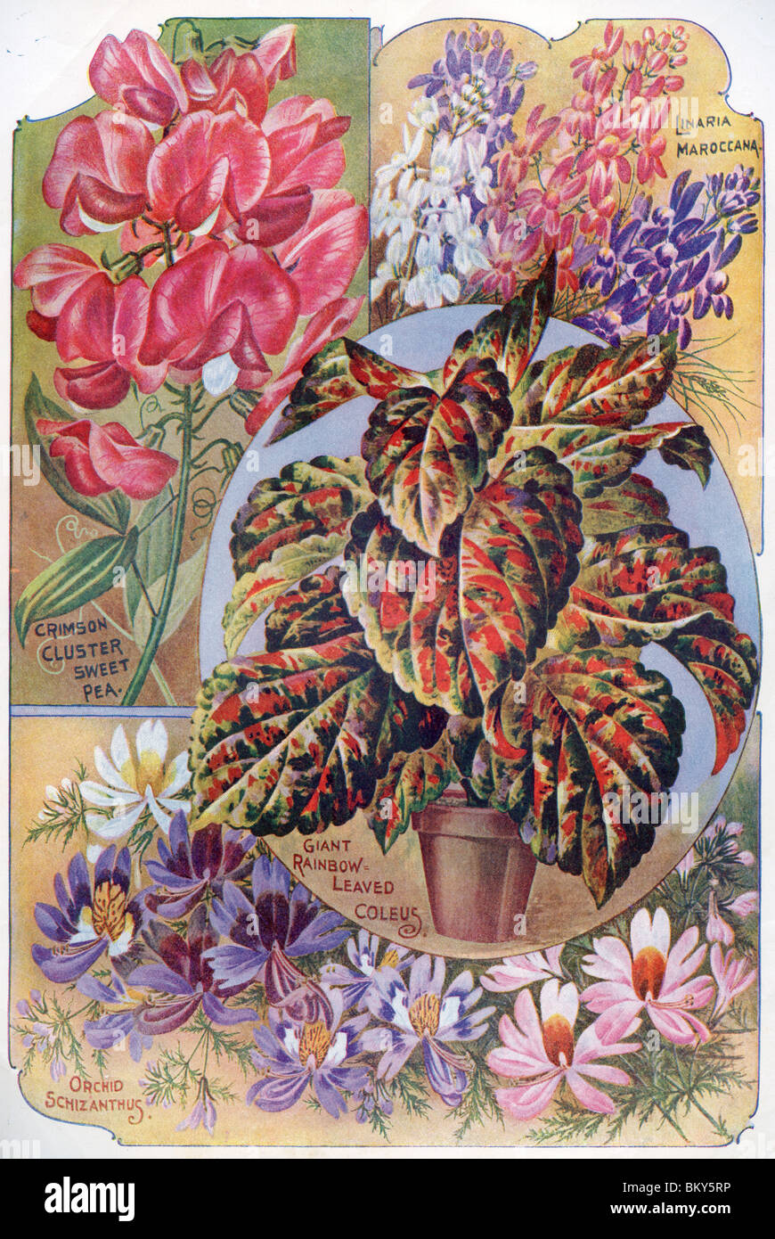 Sweet Pea, Orchid, Coleus and Linaria Stock Photo - Alamy