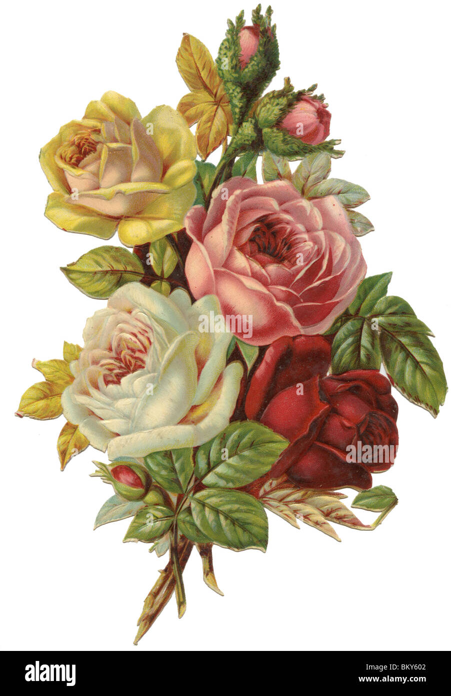 Pink, Yellow, Red and White Roses Stock Photo - Alamy