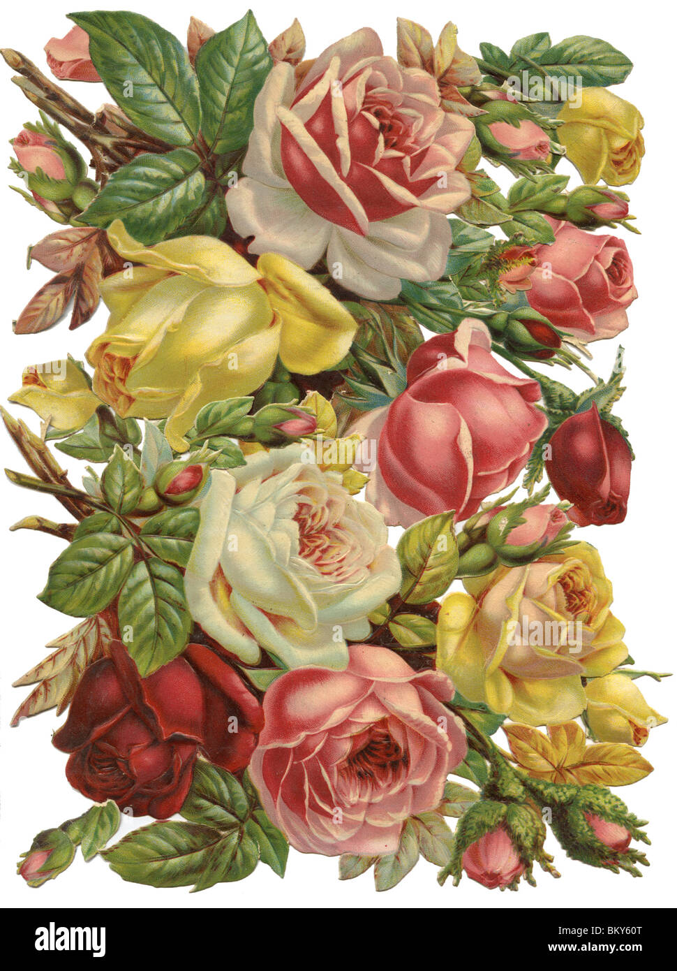 Yellow, Pink and Red Roses in a Cluster Stock Photo - Alamy