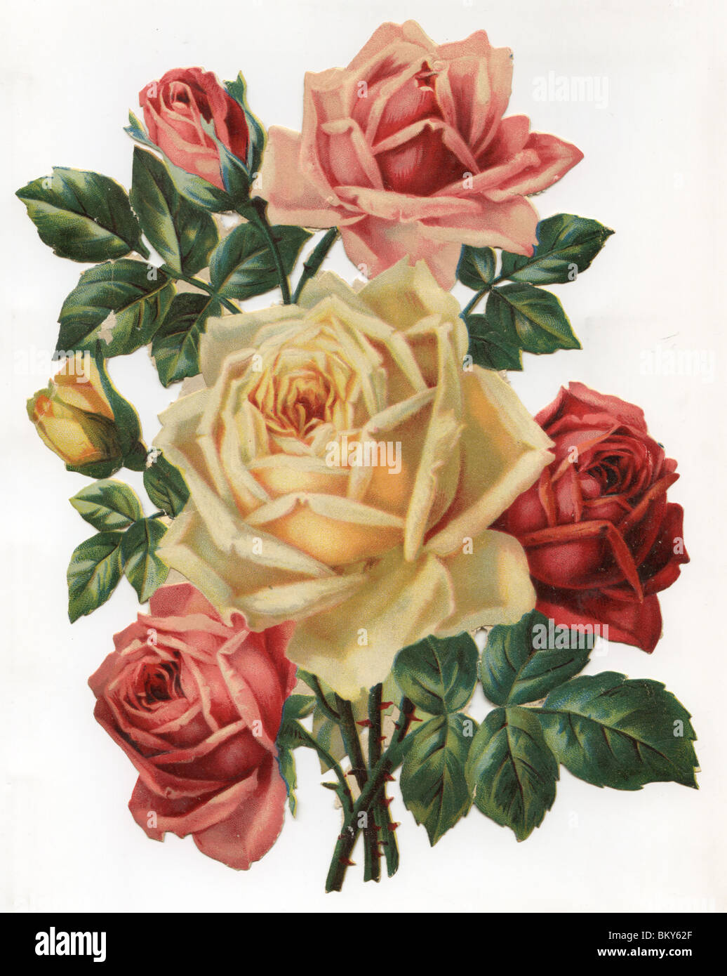 Yellow, Pink and Red Roses Stock Photo - Alamy