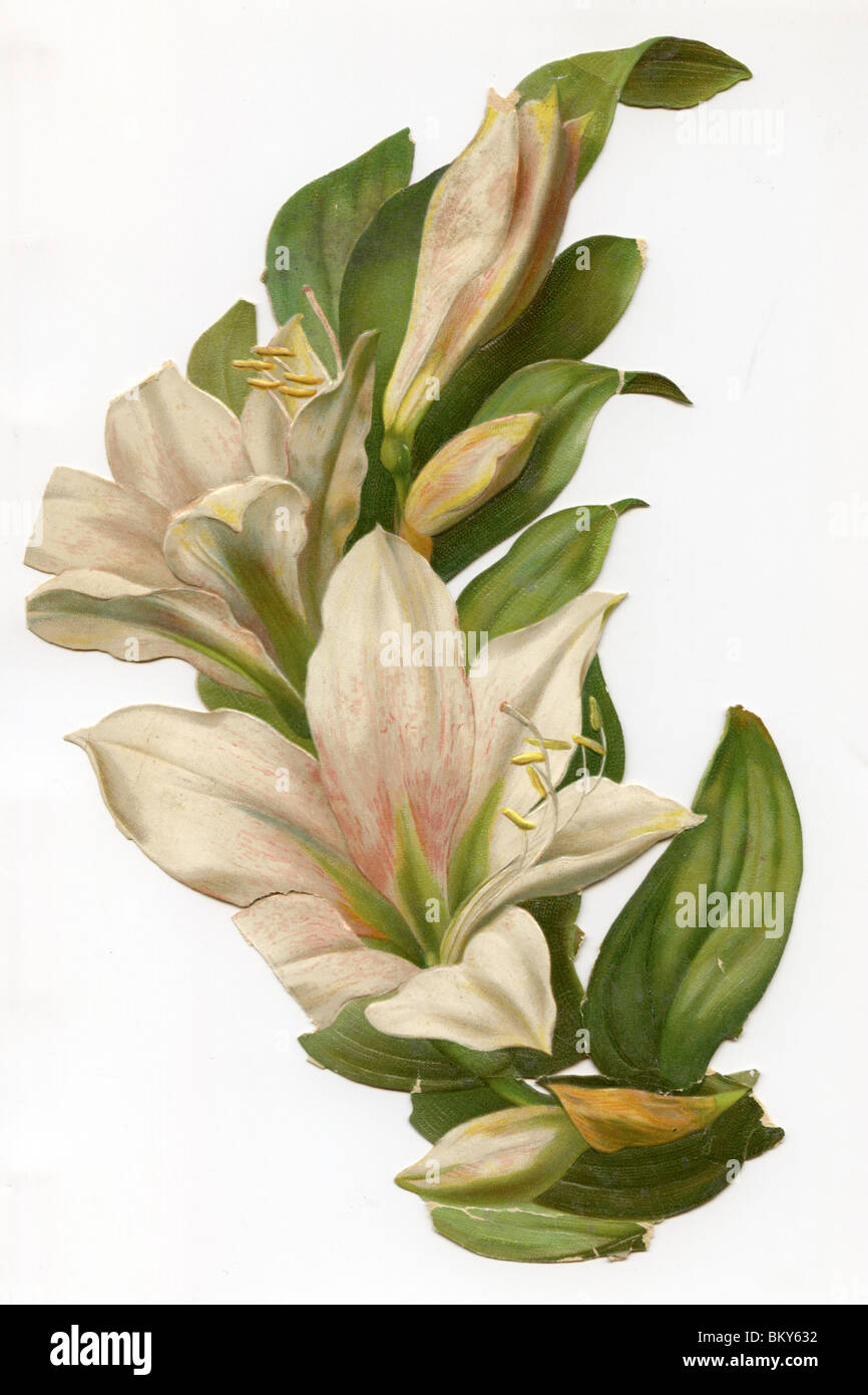 Old lilies hi-res stock photography and images - Alamy