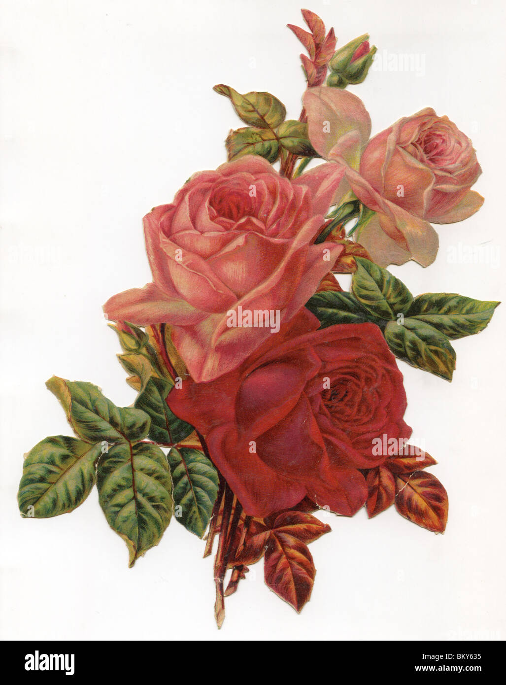 Red and Pink Roses Stock Photo - Alamy