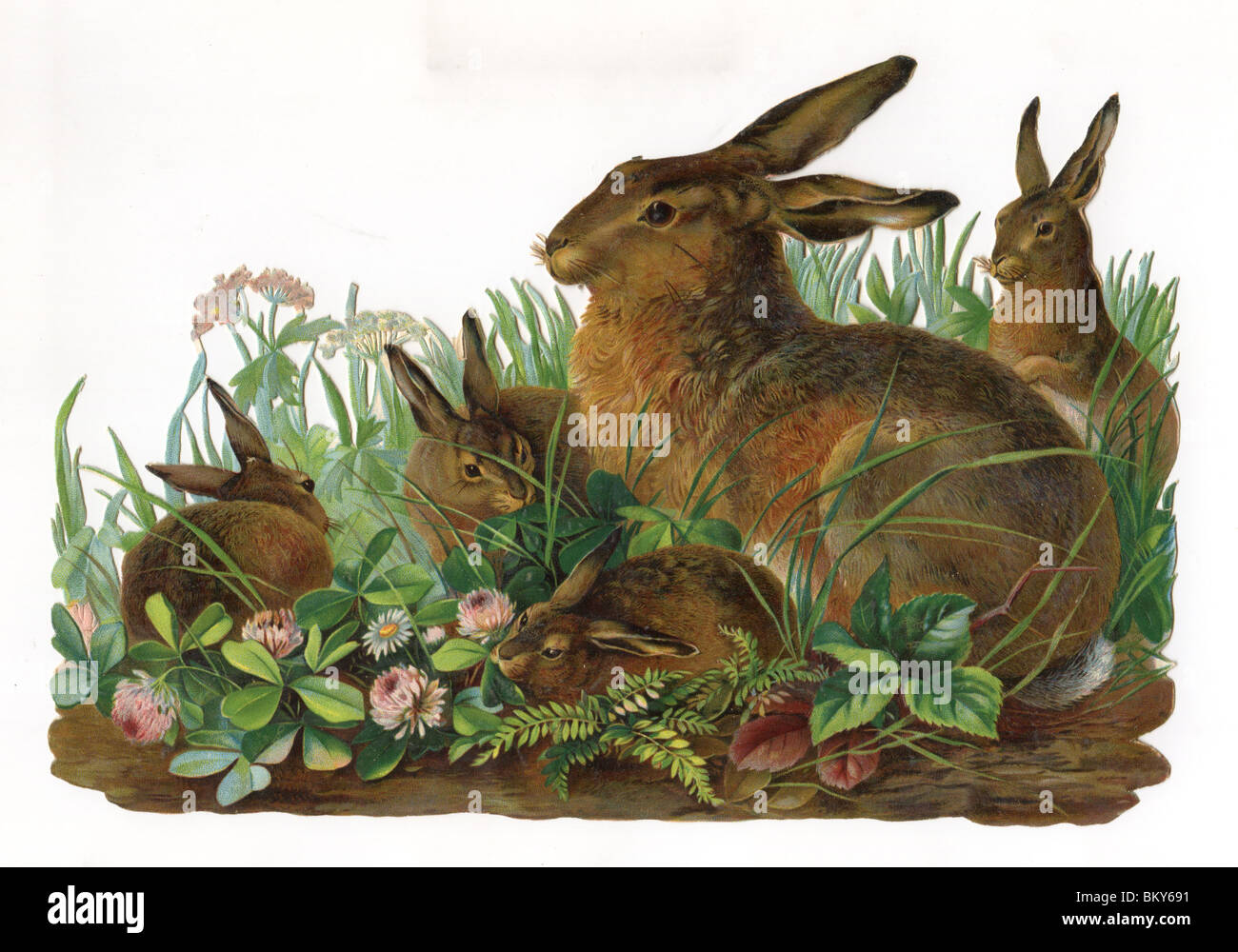 Rabbits in the Countryside Stock Photo - Alamy