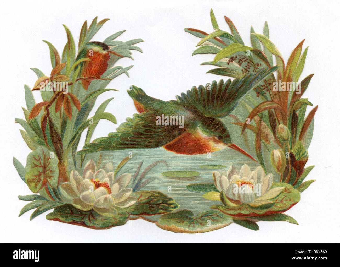 Victorian bird painting hi-res stock photography and images - Alamy