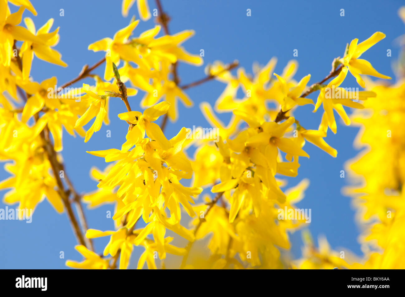 Forsythia bushes flowering in spring Stock Photo - Alamy