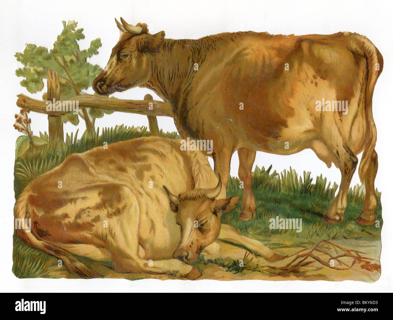 Cow field drawing hi-res stock photography and images - Alamy