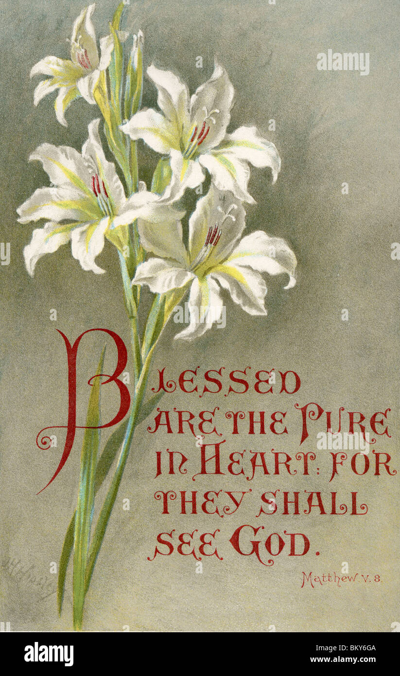 White Lilies - Religious Script Stock Photo - Alamy