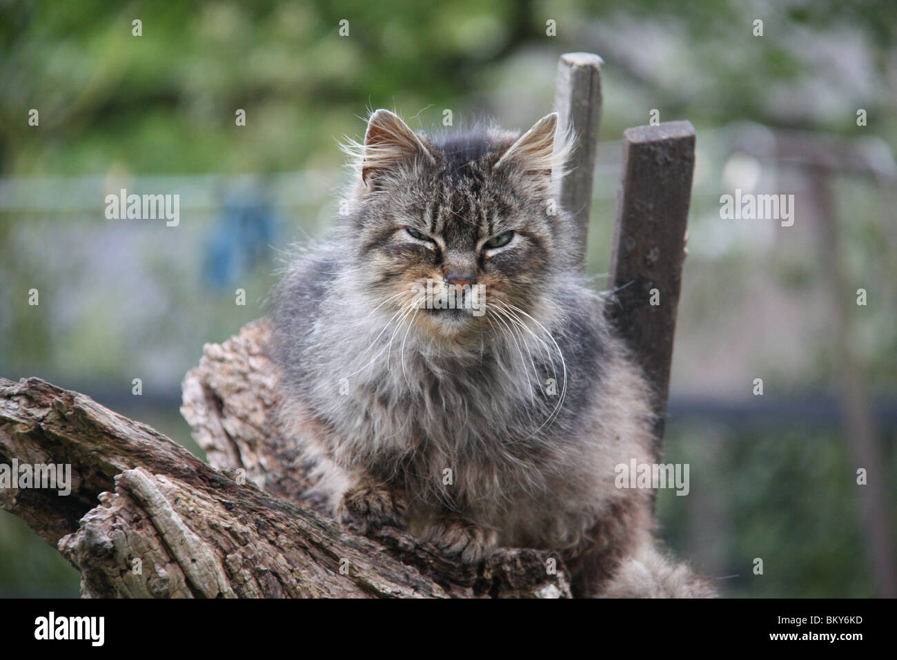 Feline brain hi-res stock photography and images - Alamy