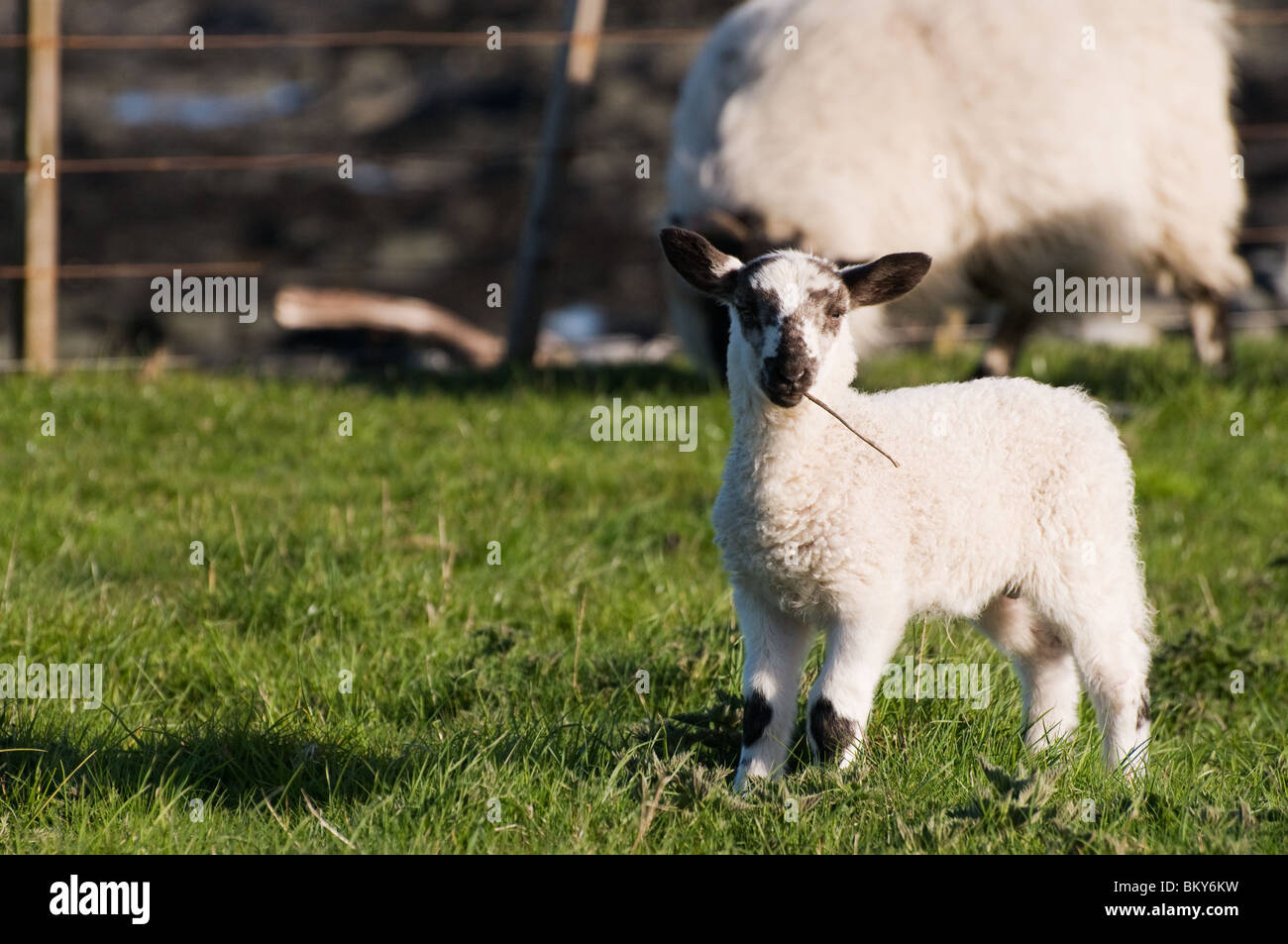 Blackface Lamb chewing a stick Stock Photo - Alamy