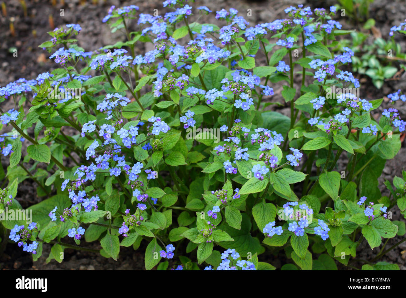 Brunnera hi-res stock photography and images - Alamy