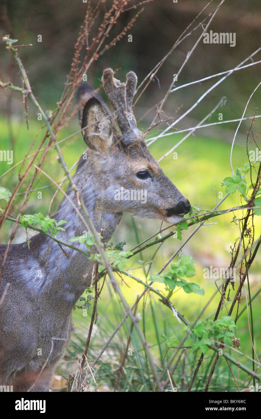 Roe buck hi-res stock photography and images - Alamy