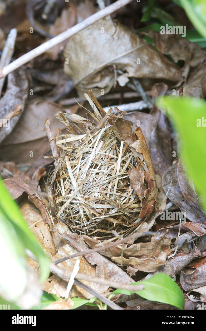Hazel dormouse at nest hi-res stock photography and images - Alamy