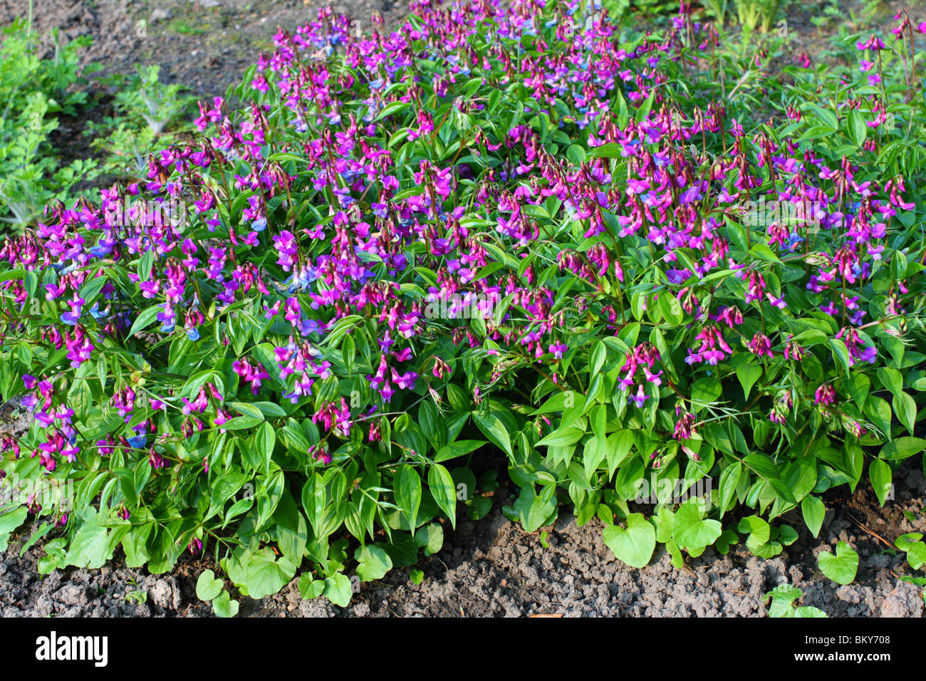 Pea flowers hi-res stock photography and images - Alamy