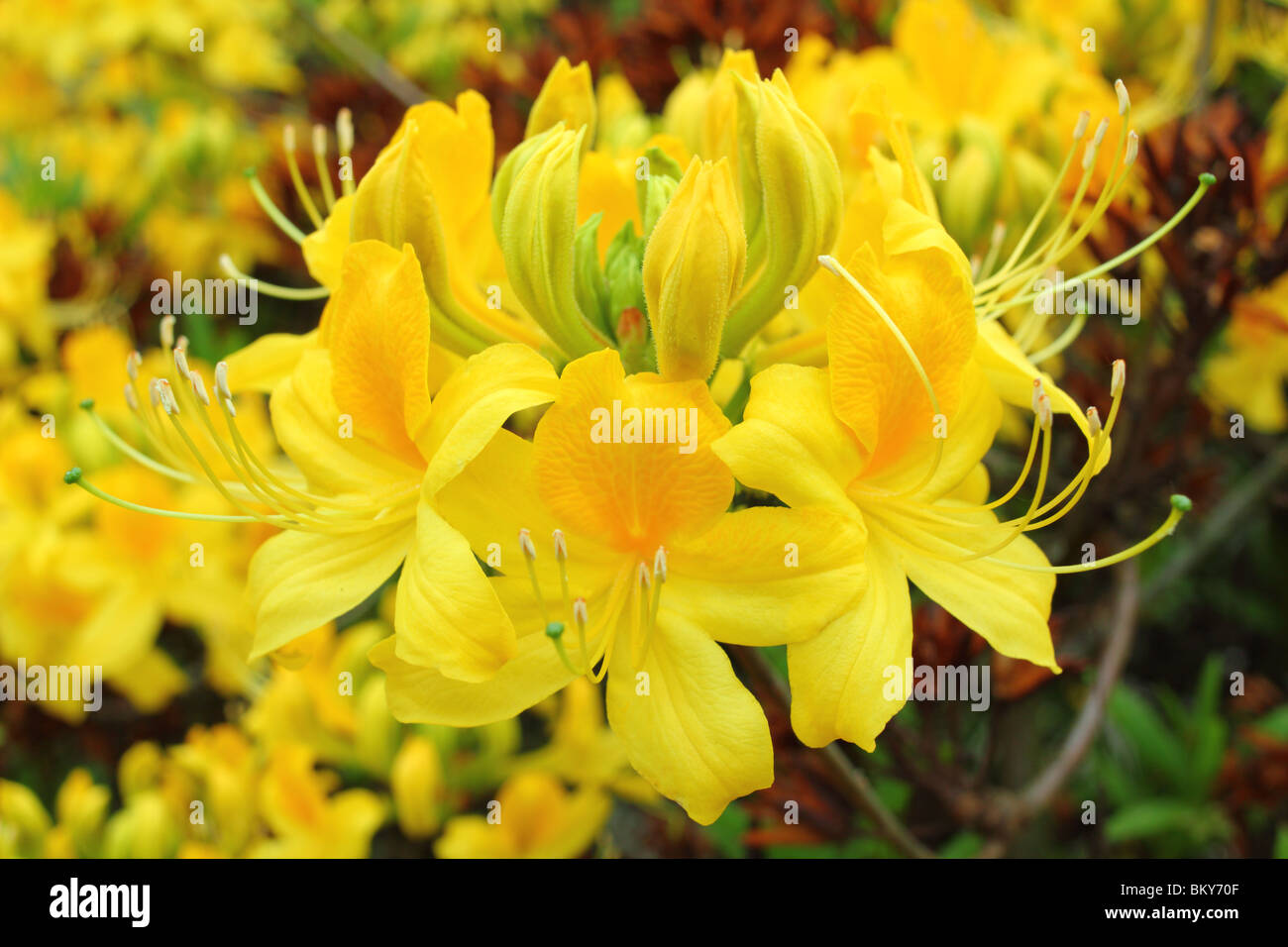 Yellow azalea flowers close up Rhododendron luteum Stock Photo - Alamy
