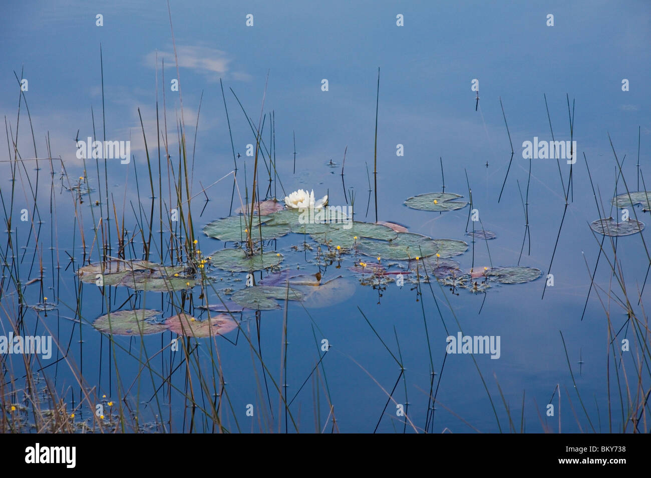 Water lilies and reeds in a marsh at St Marks National Wildlife Refuge ...