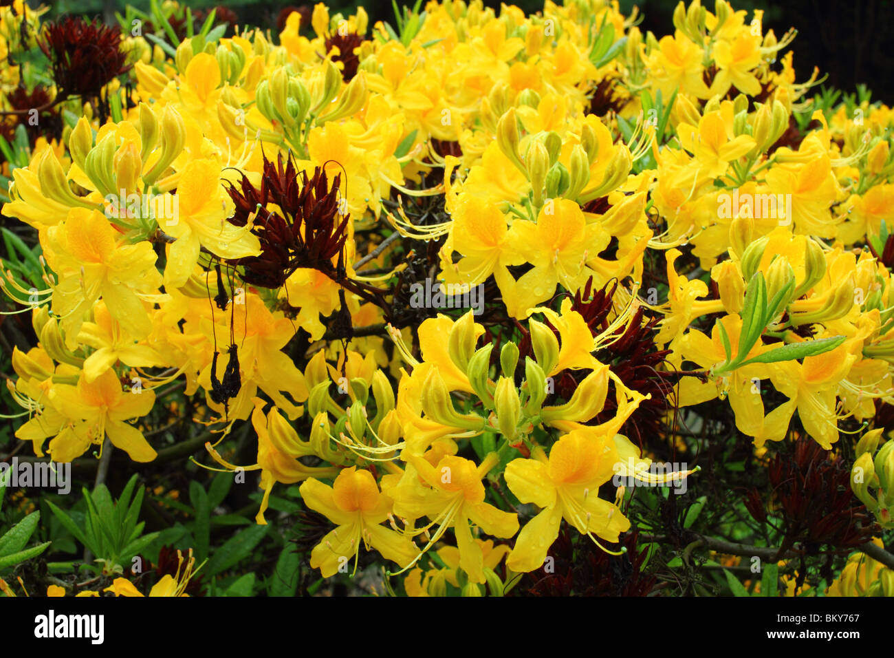 Yellow azalea flowers close up Rhododendron luteum Stock Photo - Alamy