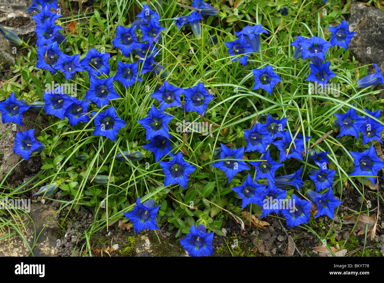 Blue gentian spring flowers Gentiana acaulis Stock Photo - Alamy