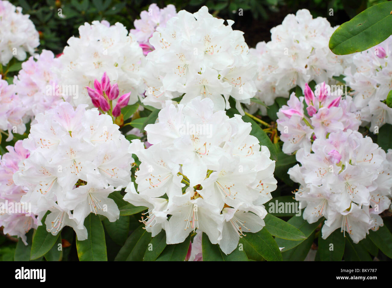 White rhododendron "Hercules" flowers close up Stock Photo - Alamy