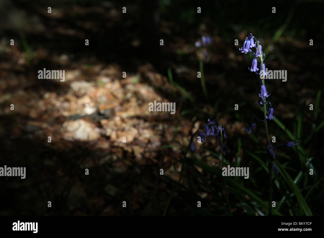 bluebells bluebell flowers in spring in a forrest in the english ...