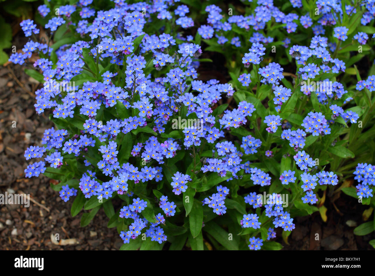 Forget-me-not flowers in full bloom Myosotis sylvatica Stock Photo - Alamy