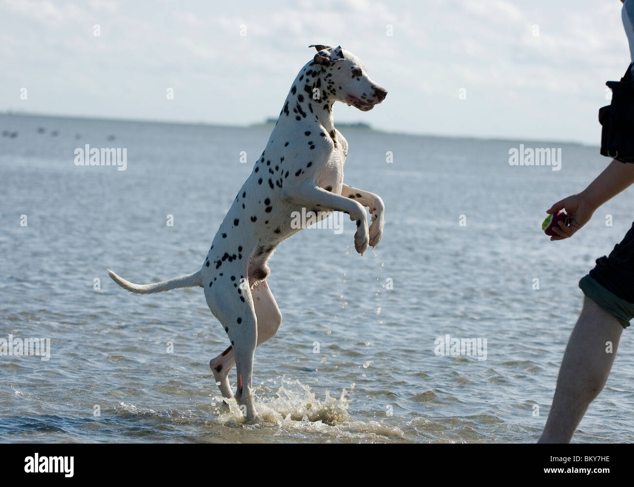 Dalmatian leaping hi-res stock photography and images - Alamy
