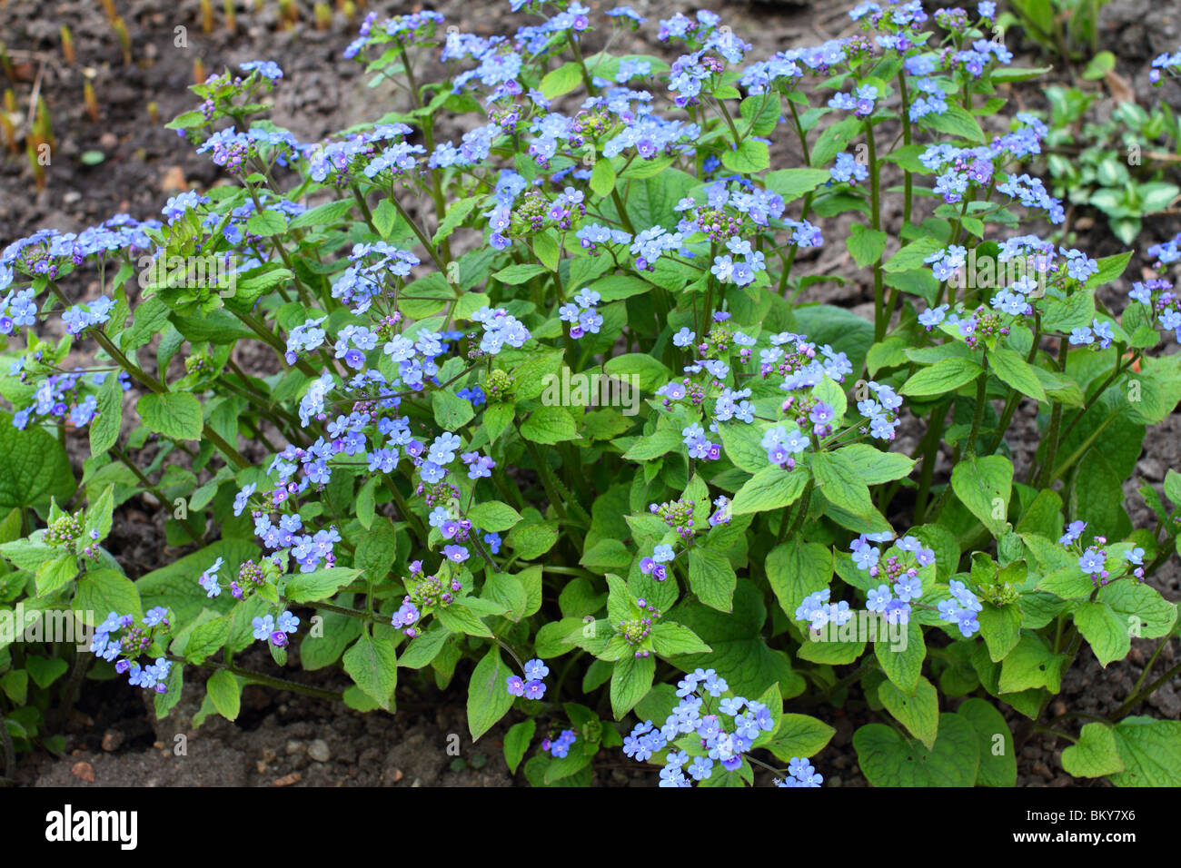 Heartleaf blue spring flowers blooming Brunnera macrophylla Stock Photo ...