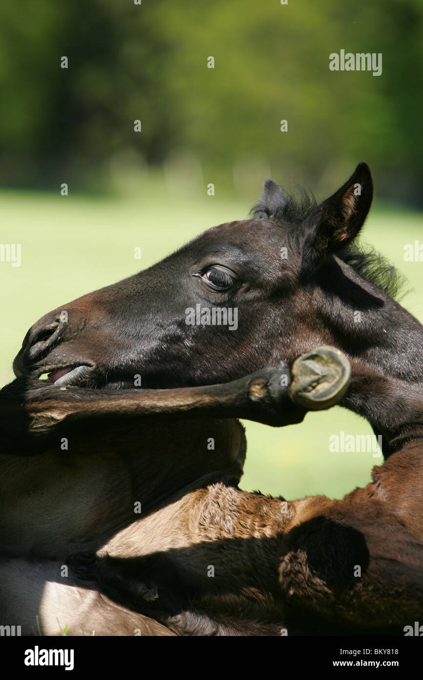 Foal scratching hi-res stock photography and images - Alamy