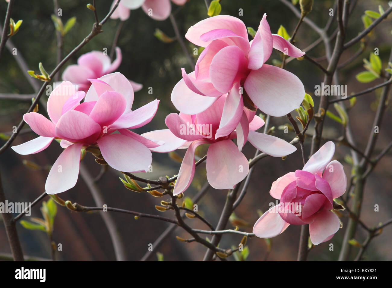 Pink magnolia flowers close up Magnolia soulangiana Stock Photo - Alamy