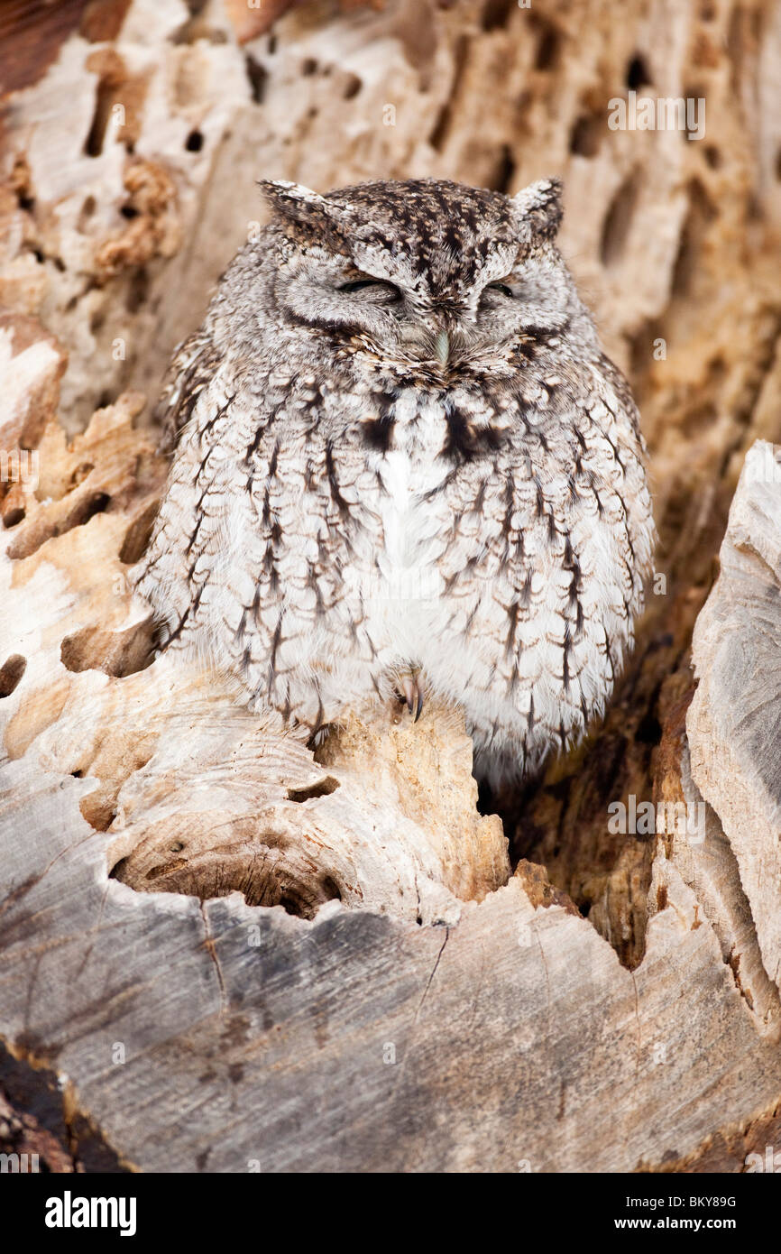 Megascops hi-res stock photography and images - Alamy