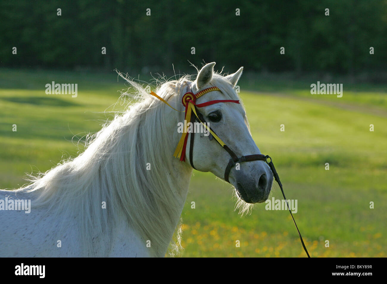 Distinguished stallion hi-res stock photography and images - Alamy