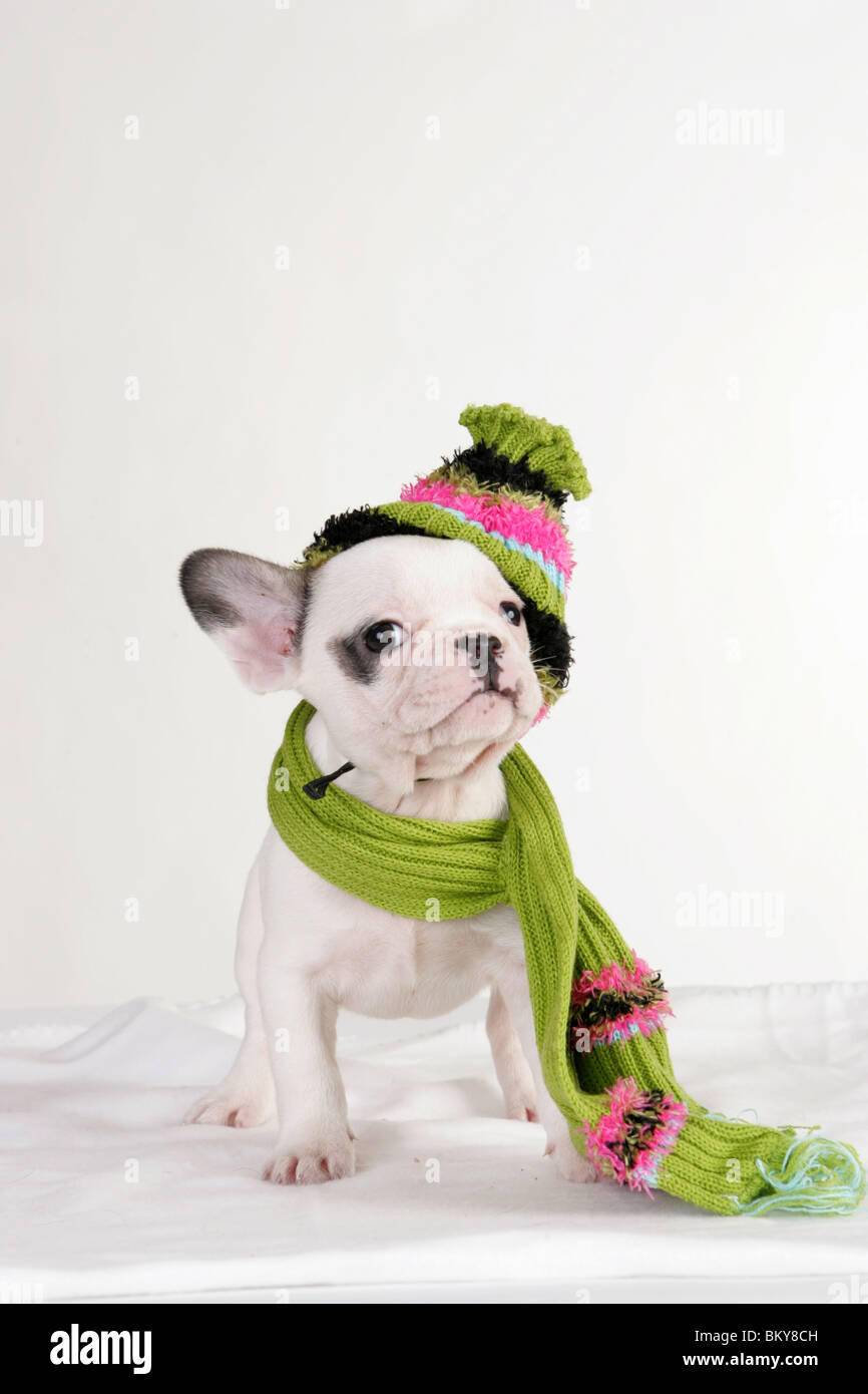 Bulldog wearing clothes hi-res stock photography and images - Alamy