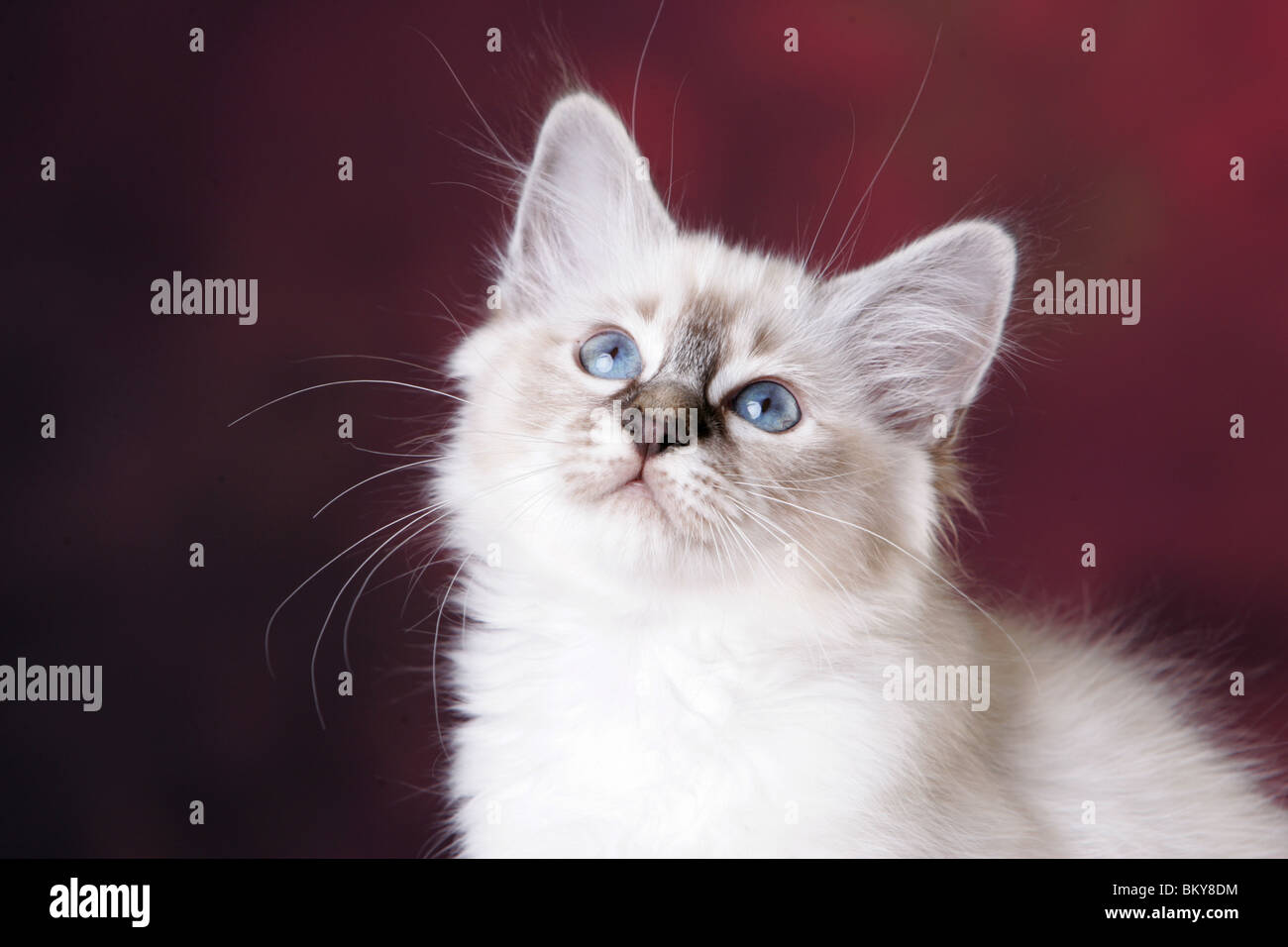 Lilac point birman cat hi-res stock photography and images - Alamy