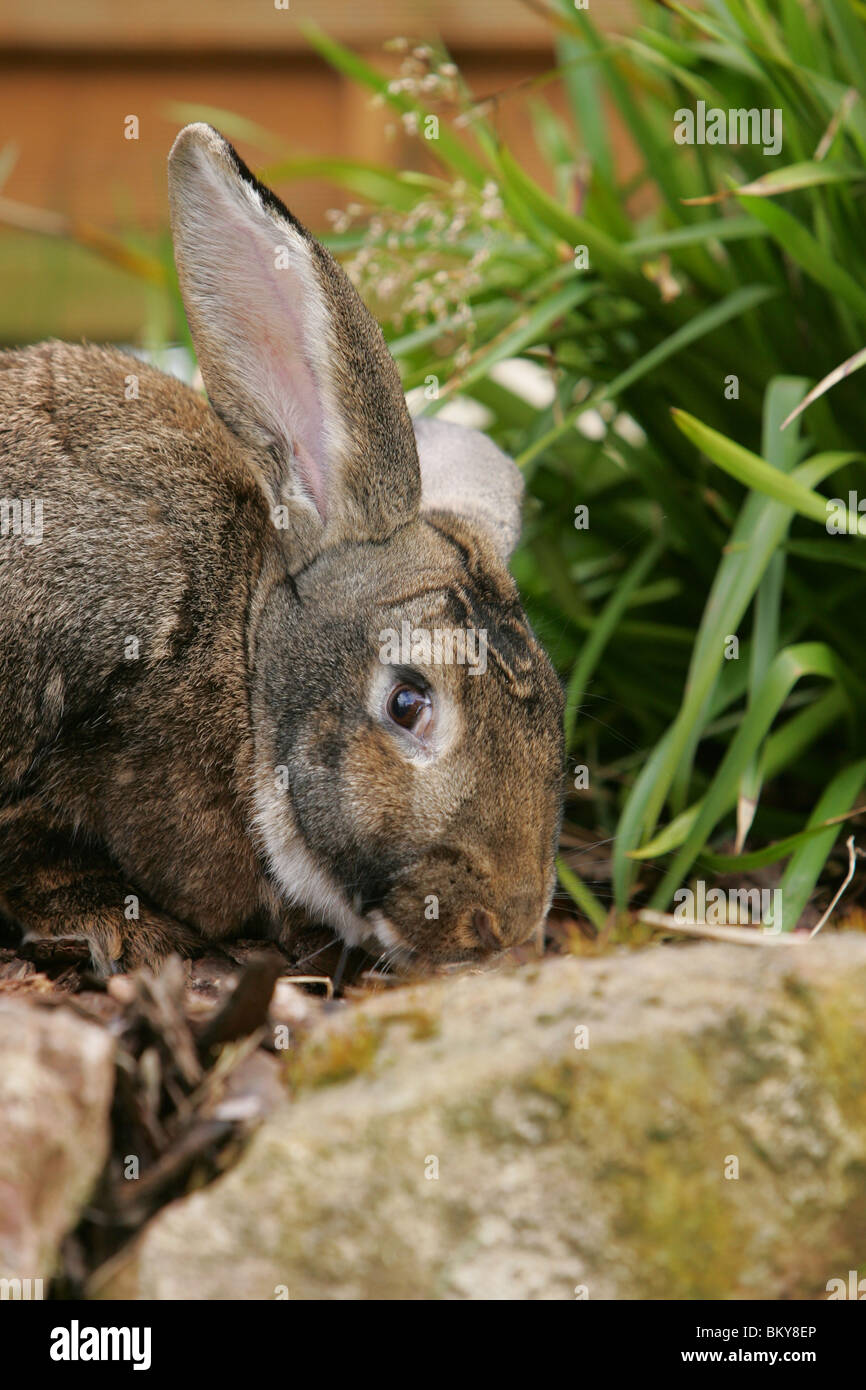 Rabbits eating plants hi-res stock photography and images - Alamy