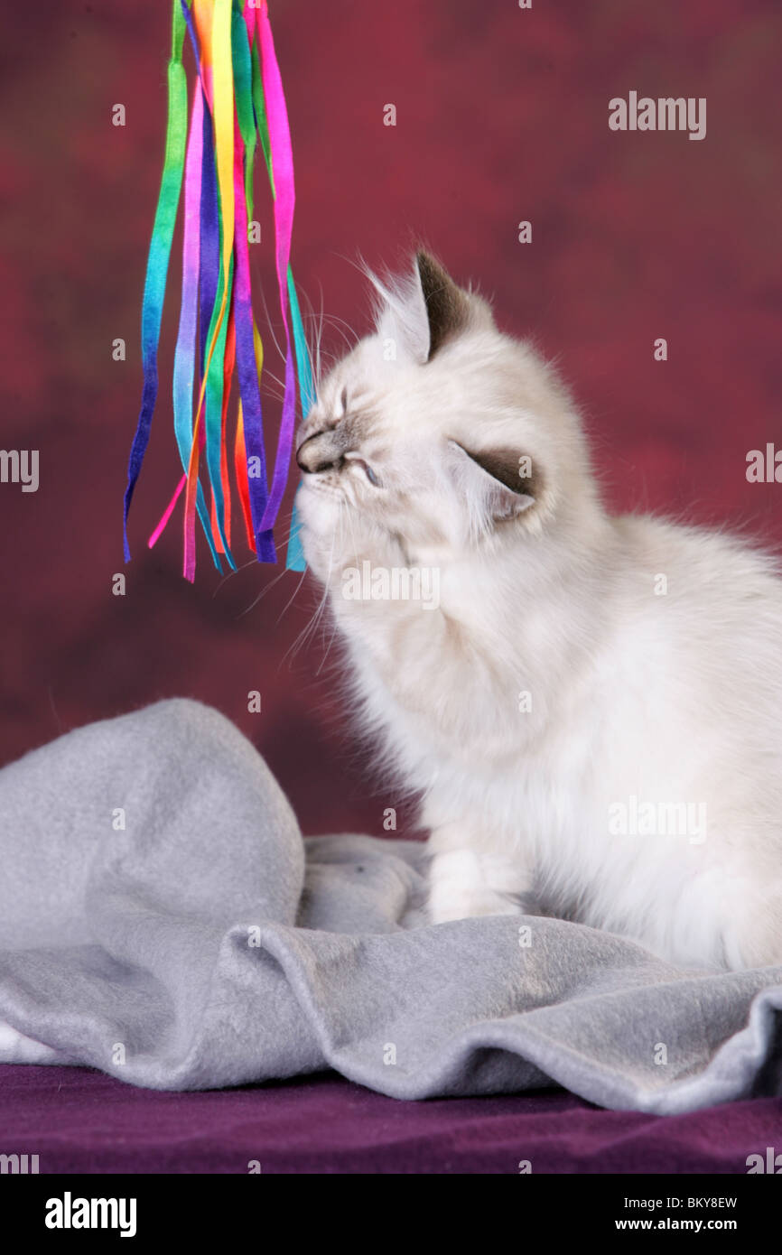 Sacred Birman Kitten Stock Photo - Alamy