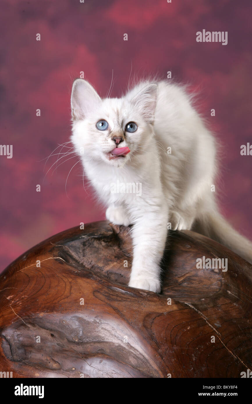 Lilac Point Birman Cat High Resolution Stock Photography and Images - Alamy
