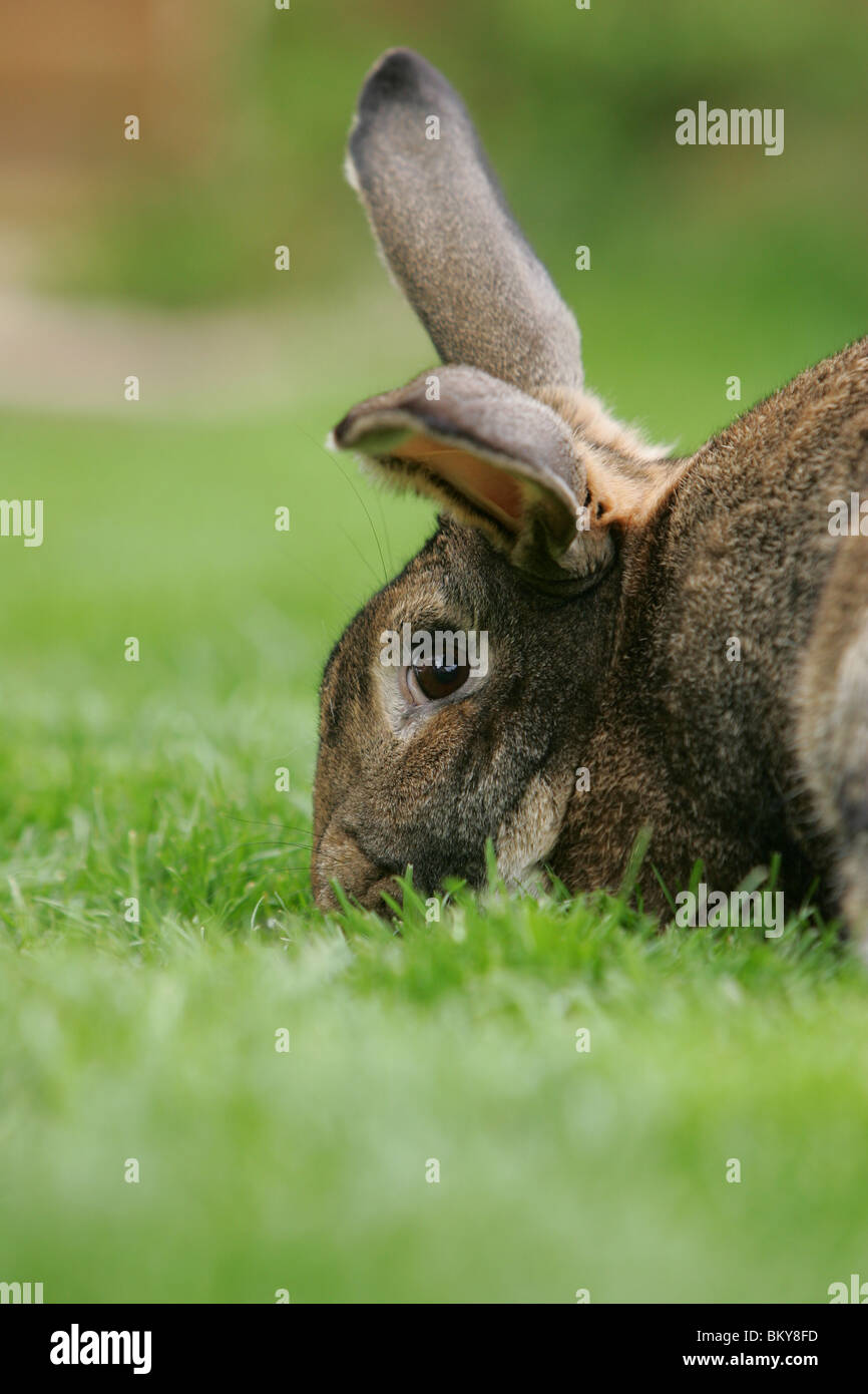 Rabbit side view eating grass hi-res stock photography and images - Alamy