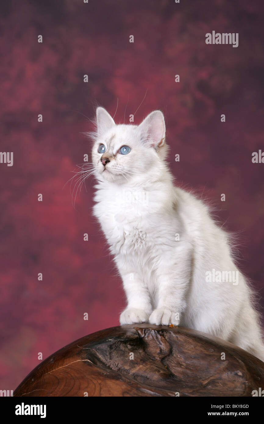 Sacred Birman Kitten Stock Photo - Alamy