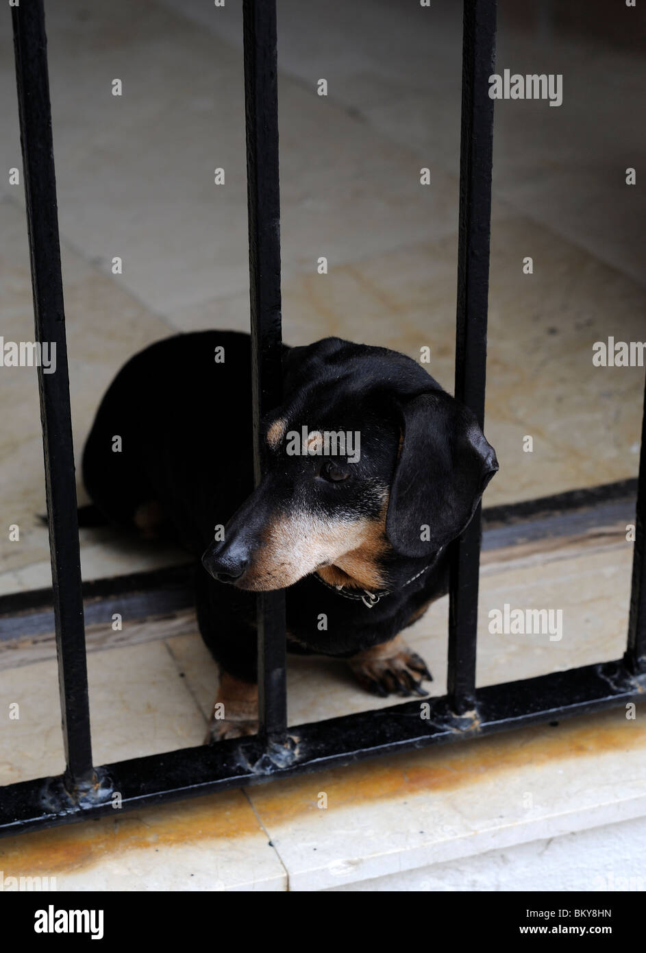 Birthday dog paws hi-res stock photography and images - Alamy